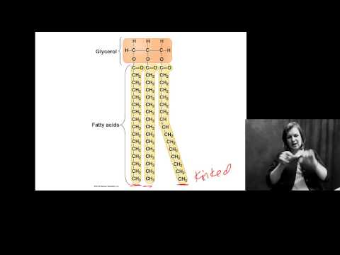 Macromolecules_Triglycerides w- Interpreter