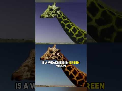 How a Colorblind Person With Deuteranopia Sees the World