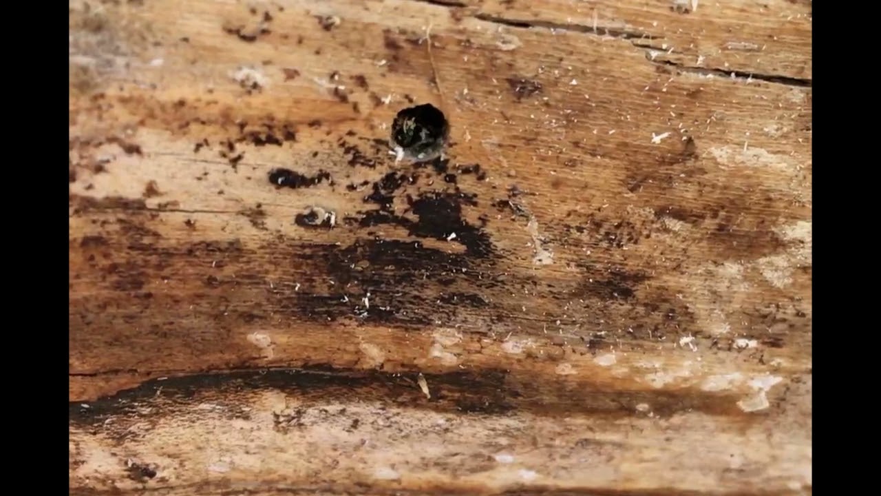 Green sweat bee (Augochlora pura)