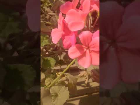 Pink Geranium /Cranesbill flower plant (hardy shrub)