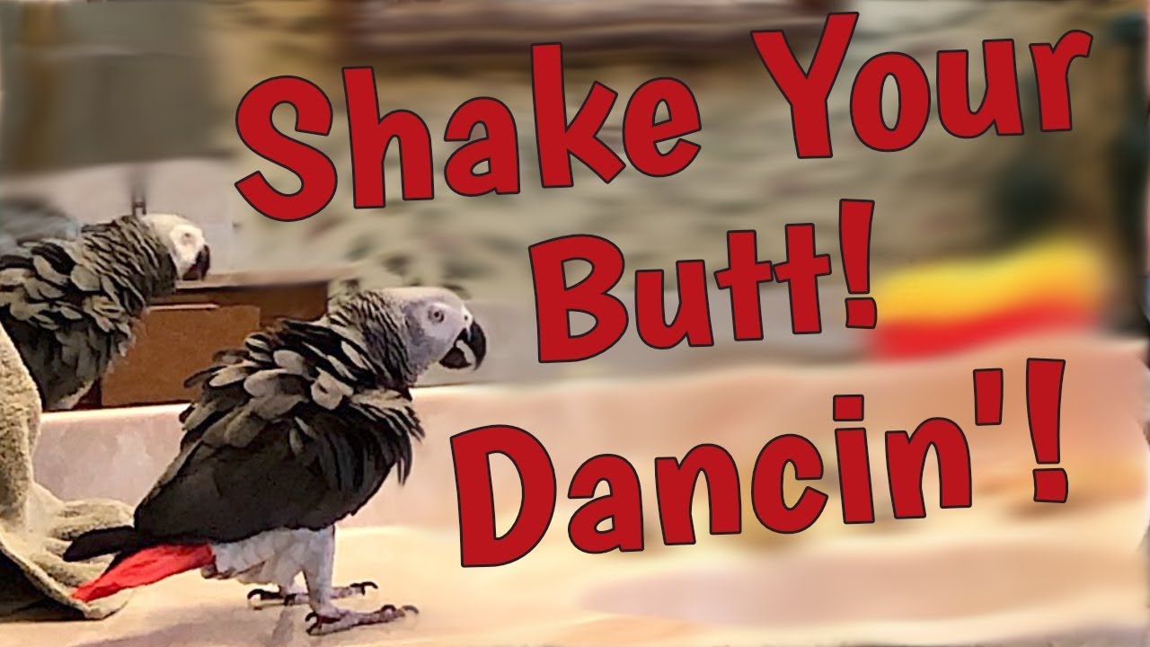 Einstein parrot shakes his butt & dances