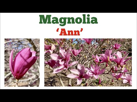 🔴Magnolia 'ANN' Flowering Tree (Magnolia Liliiflora) ~ IN FULL BLOOM