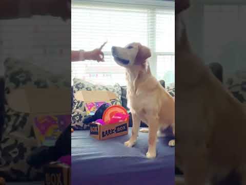 Dog receives a BarkBox 📦 (Shorts)