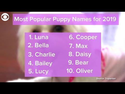 WEB EXTRA -- Top Dog Names
