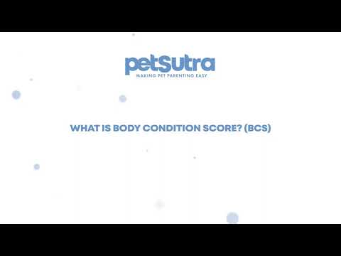 Understanding Body Condition Score (BCS) | Dog Food Diet Calculator | #doghealth #dogfood #petparent