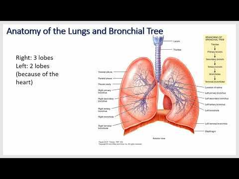 Pulmonary Physiology - Ventilation and Respiration