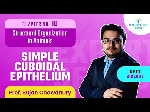 Simple Cuboidal Epithelium | Structural Organization in Animals | NEET | Biology - TG Campus