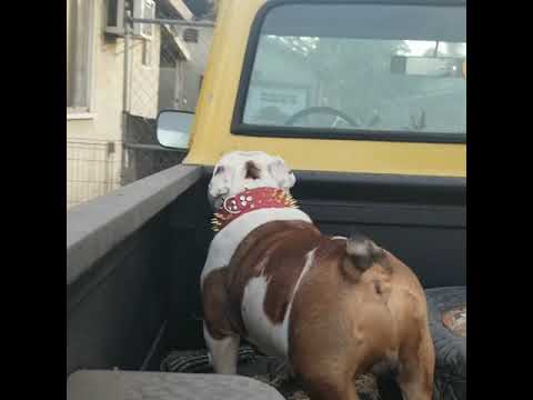 English Bulldog (Bubba)