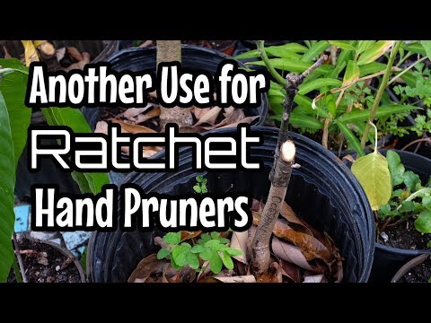 Another Use for Our Ratchet Hand Pruners!