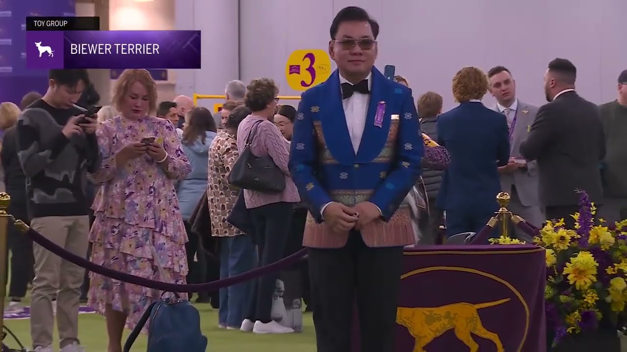 Biewer Terriers | Breed Judging 2026