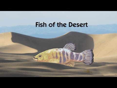 Death Valley - Fish of the Desert | Travel for Kids