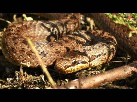 Gladde Slang Veluwe (Coronella Austriaca) / Smooth Snake / Schlingnatter (Glattnatter)