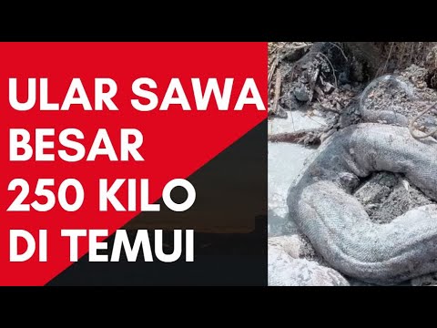 Gempar! ular sawa besar ditemui di Marang,Terengganu