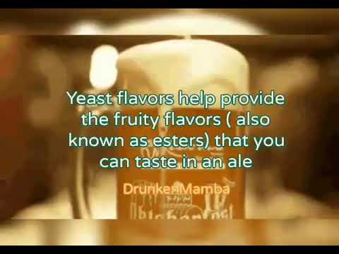 Ales vs Lagers | Difference between ale and lager | Beer education