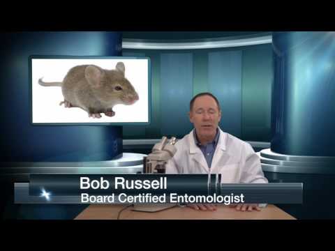 Don't let Lyme disease ruin your summer - trust American Pest Solutions