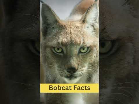 Bobcat Interesting Facts || Behavior || Habitat and Range || Physical Characteristics #cats
