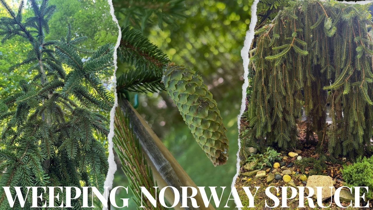 Weeping Norway Spruce 101