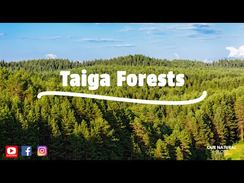 Earth's largest terrestrial BIOME - Taiga Forests