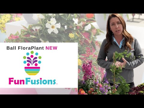 New FunFusions Mixes for 2025 from Ball FloraPlant