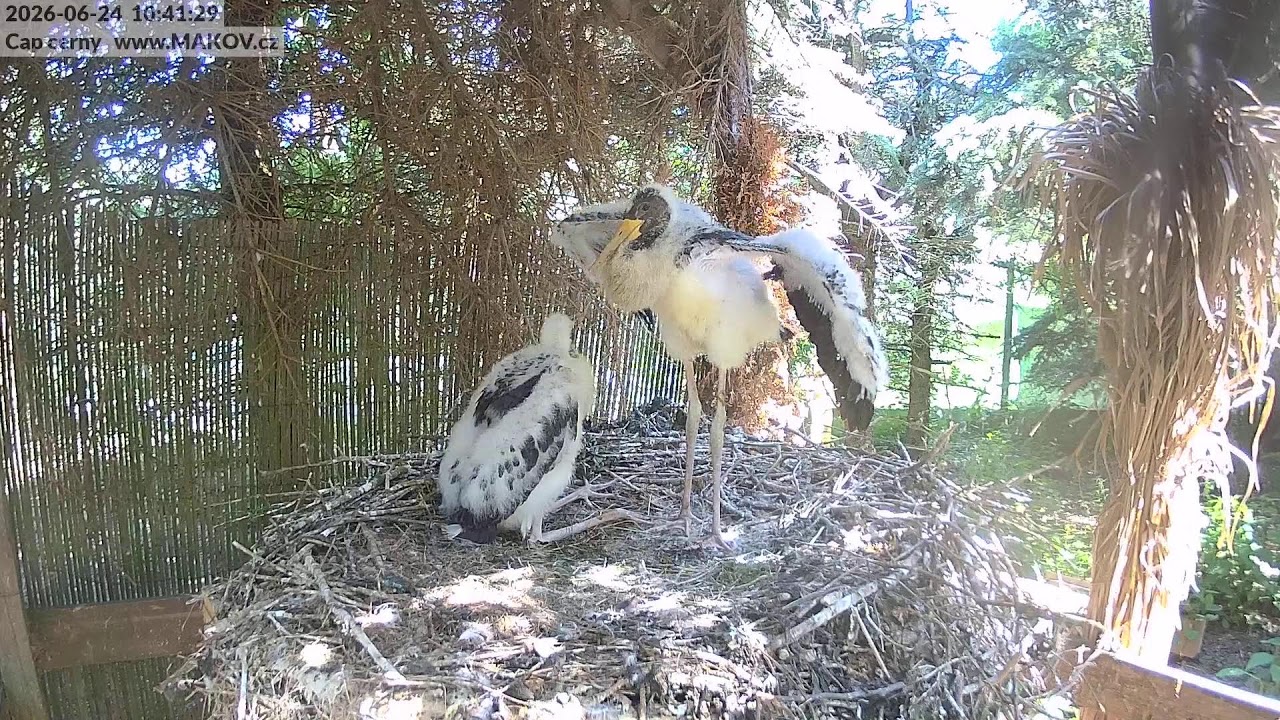 Black Stork Nest Cam at Makov - Live Webcam | GeoWebcams