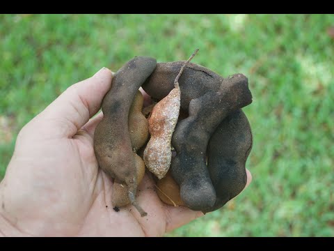 EatTheWeeds: Episode 157: The Tamarind Tree