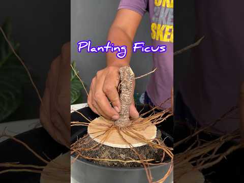 How to Grow a Ficus Tree to Become a Bonsai