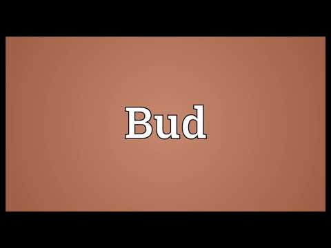Bud Meaning