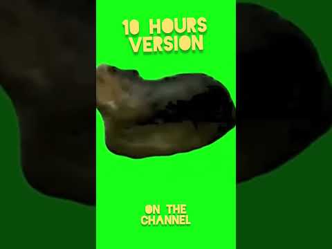 oiiaoiia spinning cat meme green screen shorts