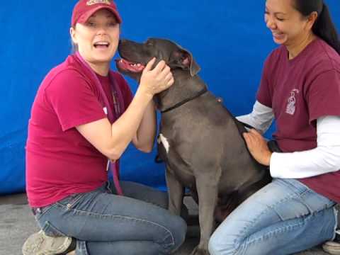 A4701764 David