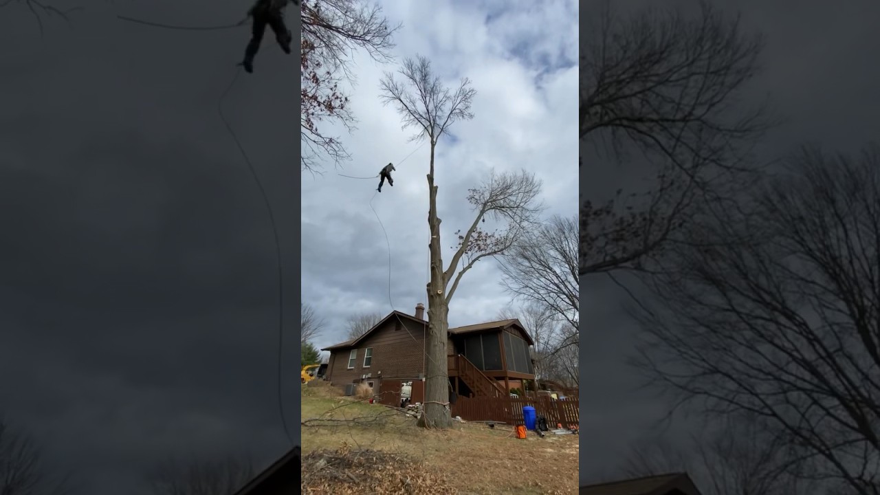 Tree removal - sometimes you gotta take a little swing just for fun #treeclimber #arborist #climbing