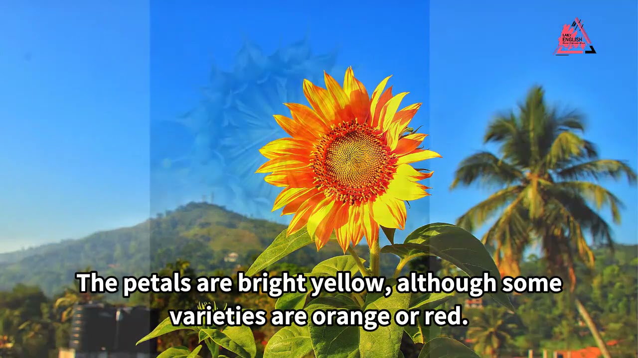 Report text  Sun flower x264
