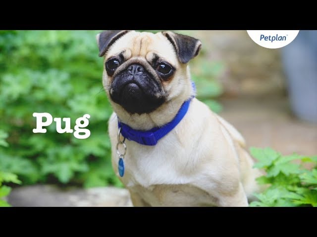 R Pugs Hypoallergenic