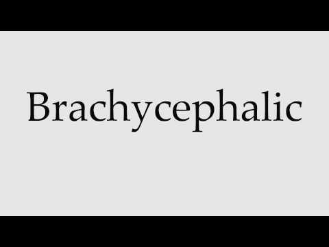 How to Pronounce Brachycephalic