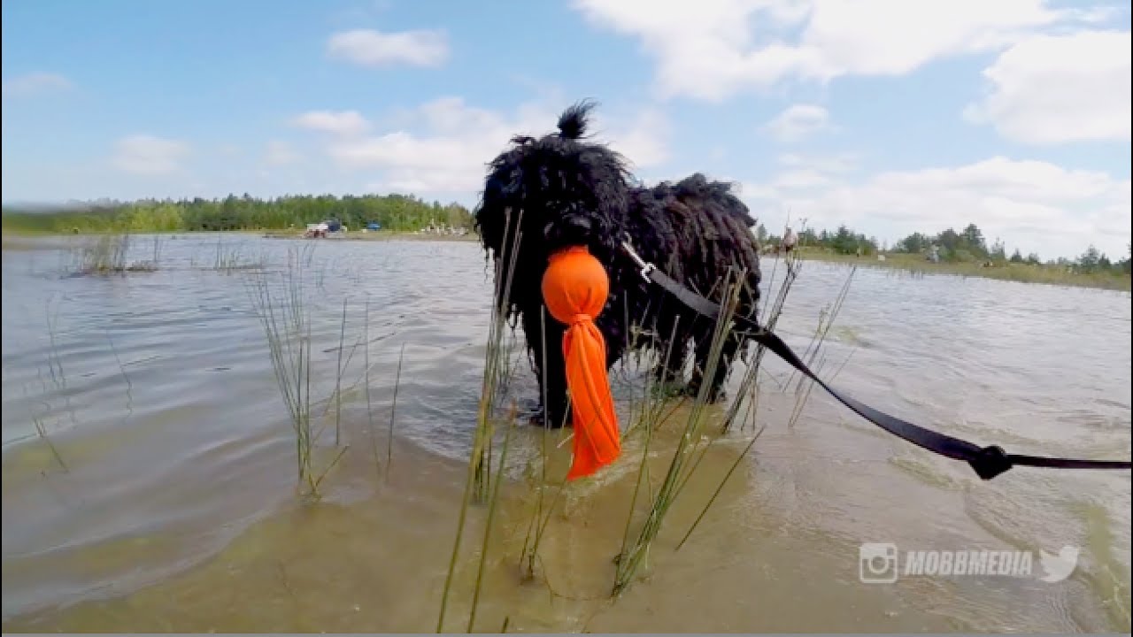 Ziggy The Puli goes Swimming