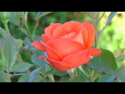 Red rose meaning in a relationship – Romantic love
