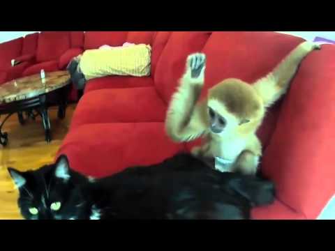 Monkey Vs Cat Fight | Animals Real Fight