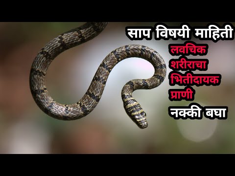 sap mahiti | sap vishay mahiti | sap chi mahiti | sap prani chi mahiti | sap prani | snake animal