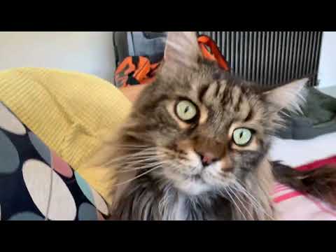 Only Maine Coon Owners Will Understand!