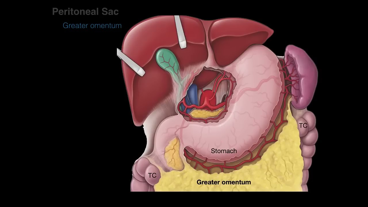 Understanding the Peritoneum: Anatomy, Function, and Clinical ...