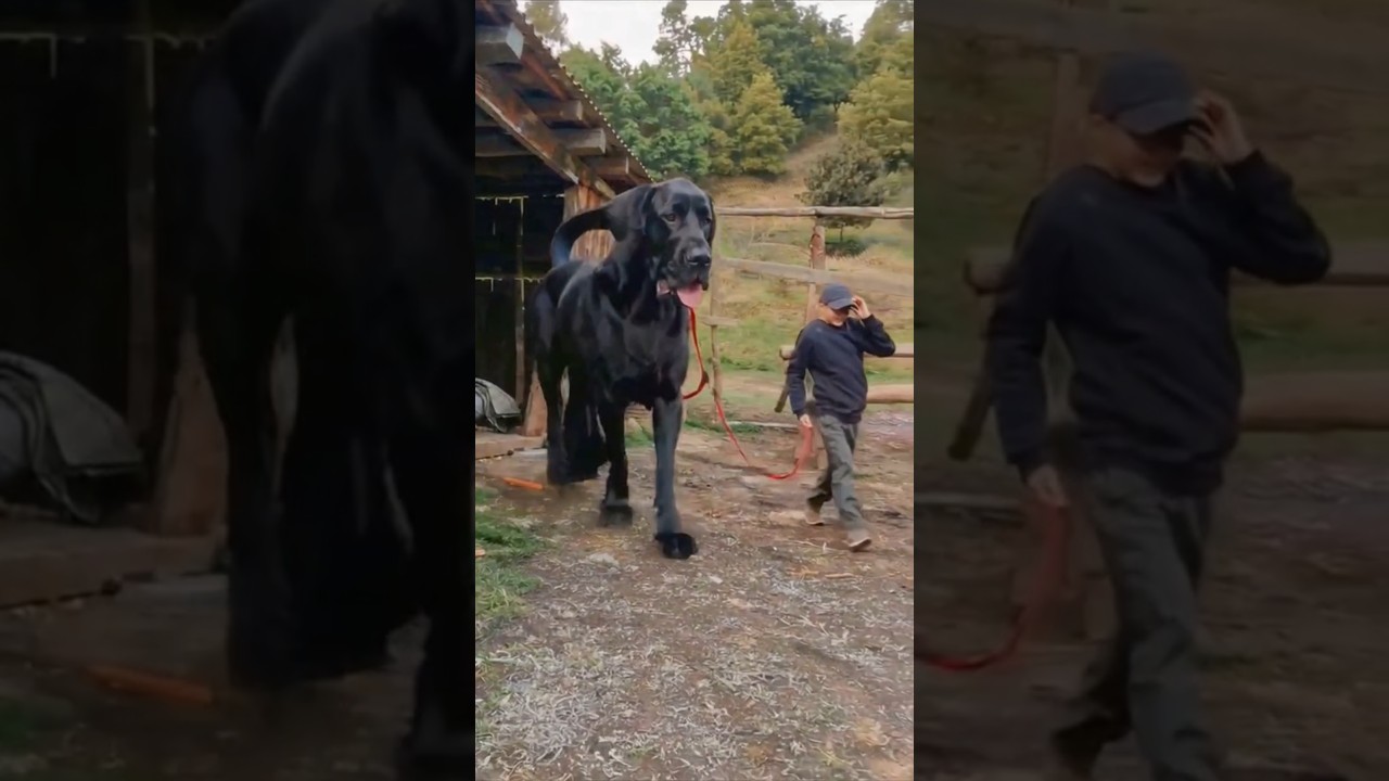 the world's largest dog #giantdog