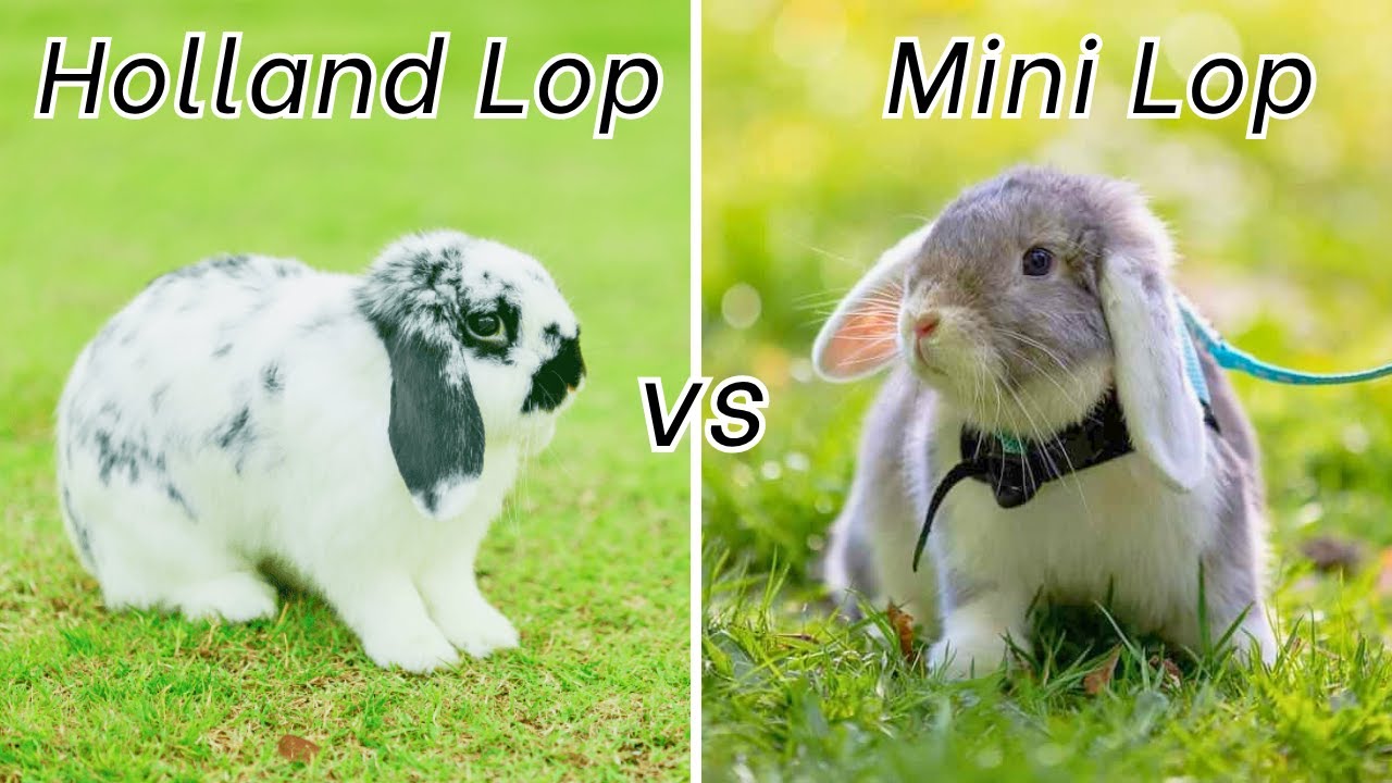 Holland Lop vs Mini Lop: Which Bunny Should You Choose?
