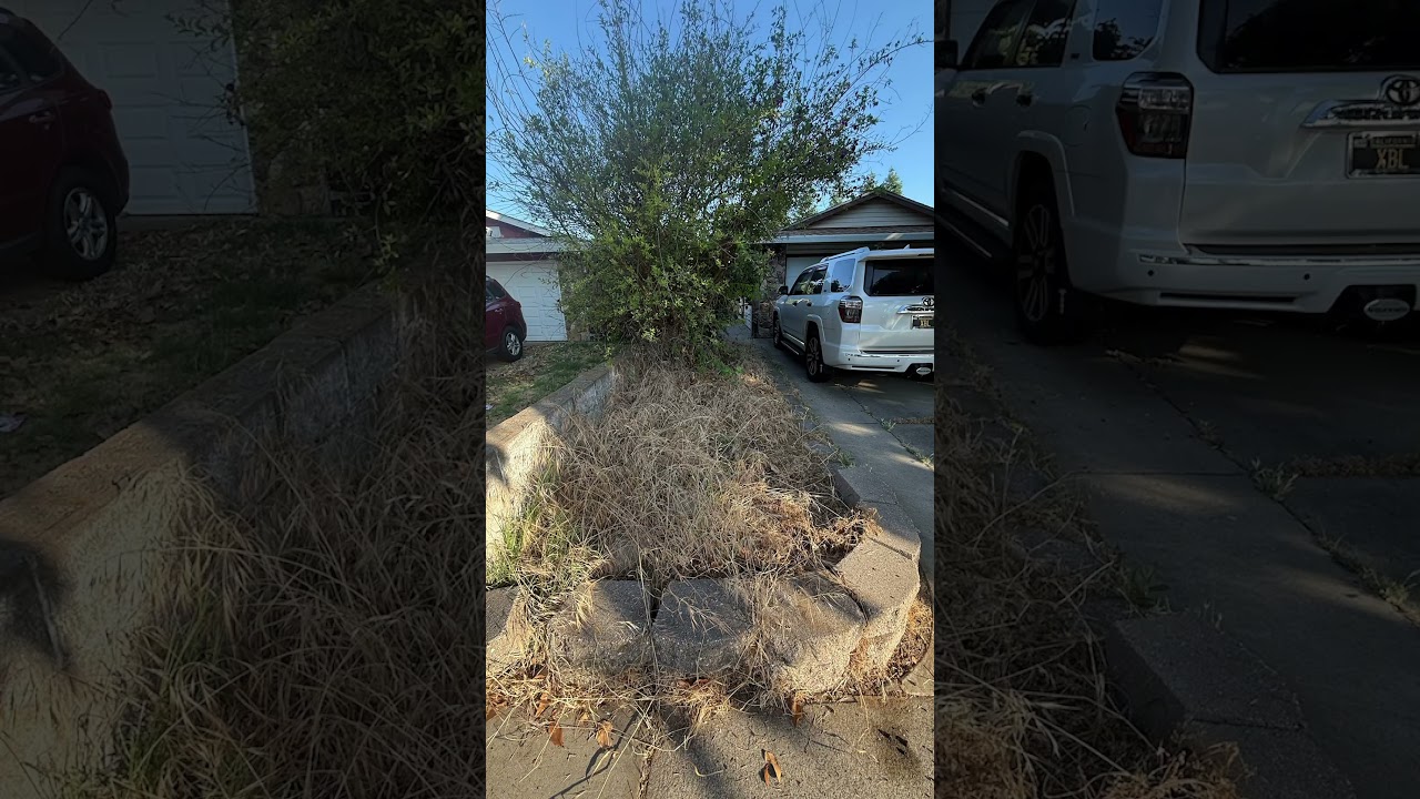 Before and After Yard Cleanup #yardcleanup #lawnservice #satisfying