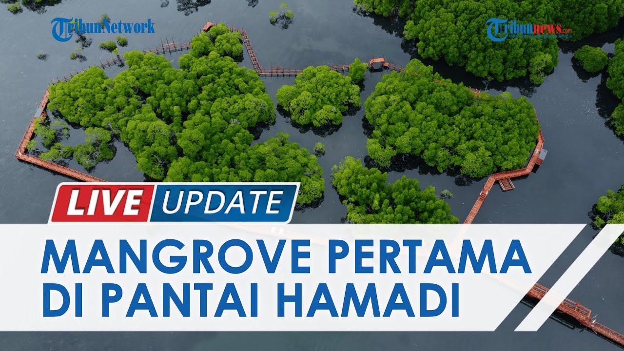 Intip Objek Wisata Baru di Papua, Indahnya Ekowisata Mangrove Pertama ...