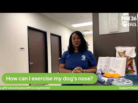 The Pet Pawcast - The Science of Sniffs!