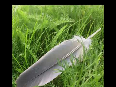 ✨ Spiritual Meaning Of The Grey Feather 🪶✨