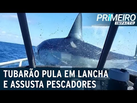 Tubarão cai em cima de lancha e assusta pescadores | Primeiro Impacto (09/11/22)