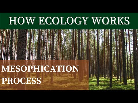 MESOPHICATION HYPOTHESIS | How Ecology Works