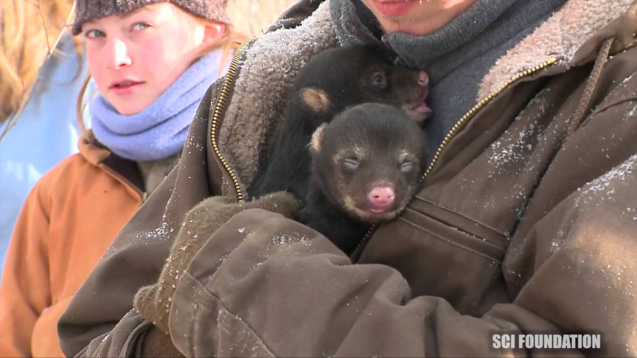 Week in the Field: Bear Den Search