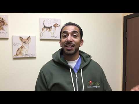 Pet Wellness Plans - Prestige Animal Hospital