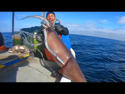 Hombre Atrapó Calamar Gigante, Mira la Pelea dos brazos vs 8 brazos y dos Tentáculos (squid)